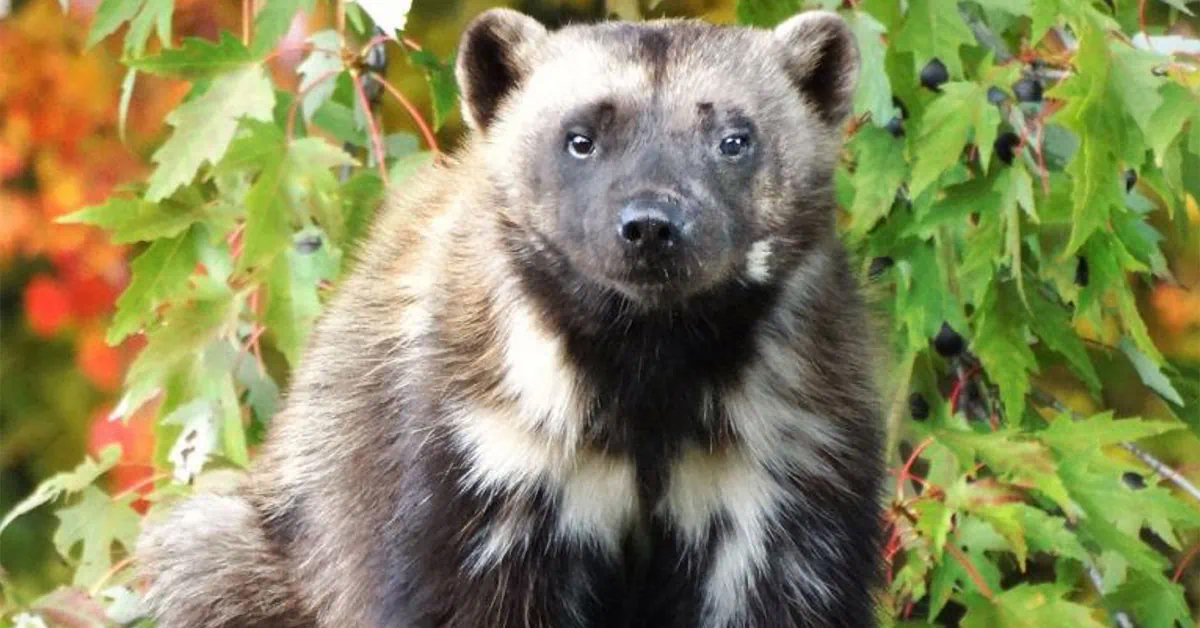 Detroit Zoo - Alumni Association of the University of Michigan