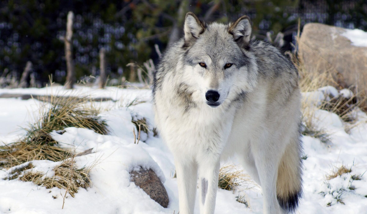 It Happened at Michigan: The Wave Field Turns 30 - Alumni Association of the University of Michigan