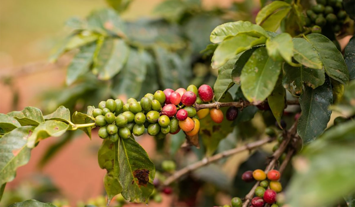 Your Coffee Is Getting More Expensive; Here Are Some Reasons Why ...