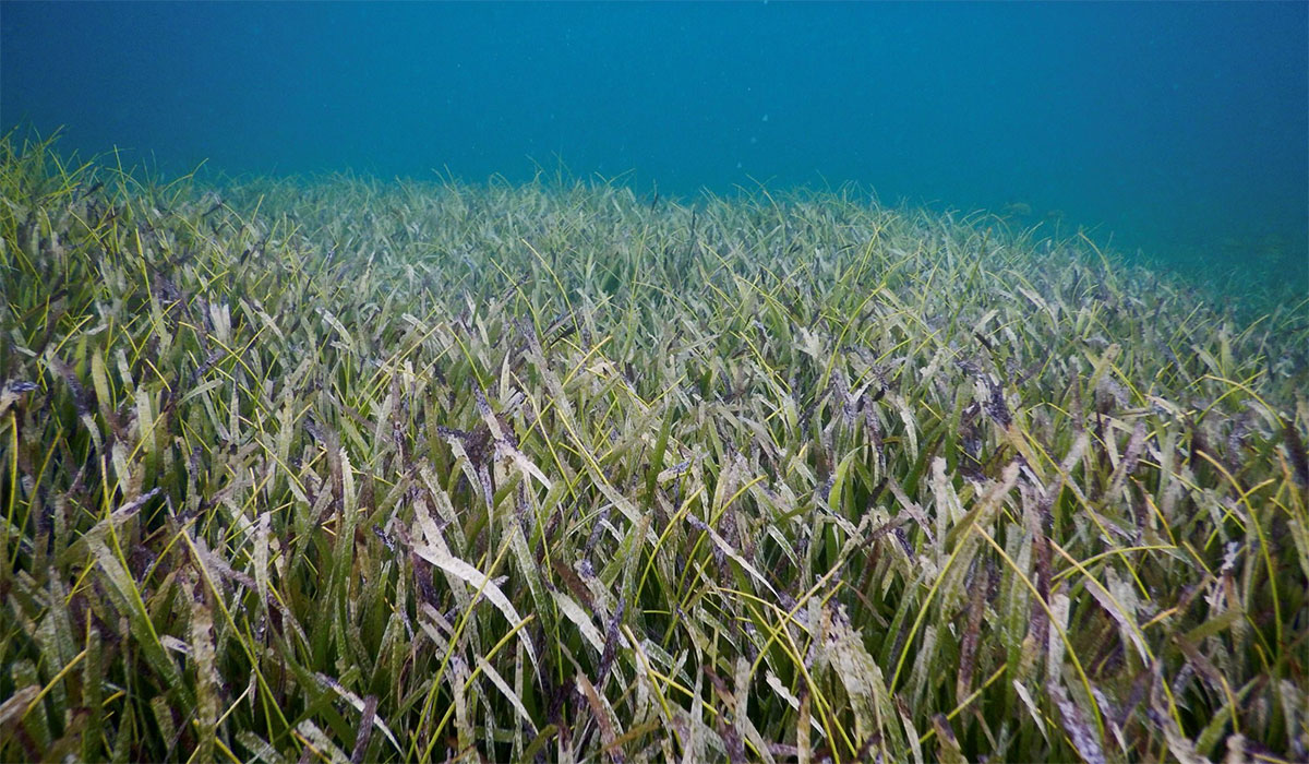 Seagrass as a Carbon Sponge? - Alumni Association of the University of Michigan